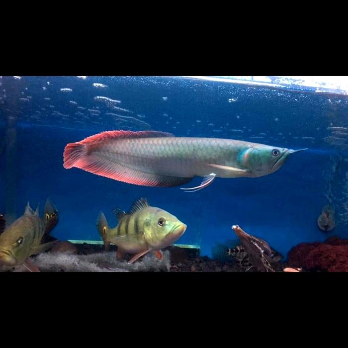 Ikan Arwana Silver