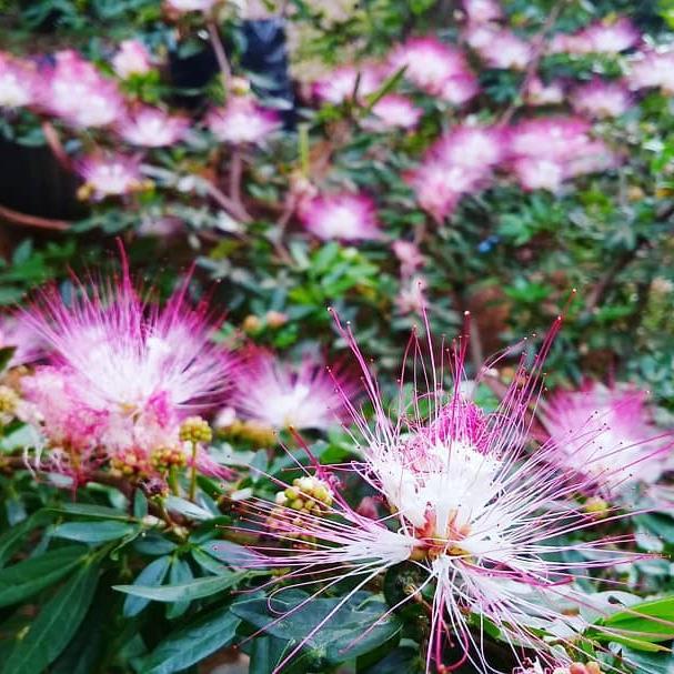Jual Tanaman Hias Bunga Kaliandra Sulimaraja Cangkok - Kab. Kediri ...