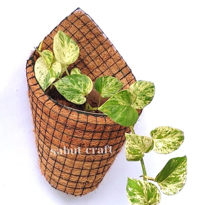Promo Pot Anggrek Tempel Dinding - Pot Kerucut Jumbo - Pot Sabut Kelapa ...