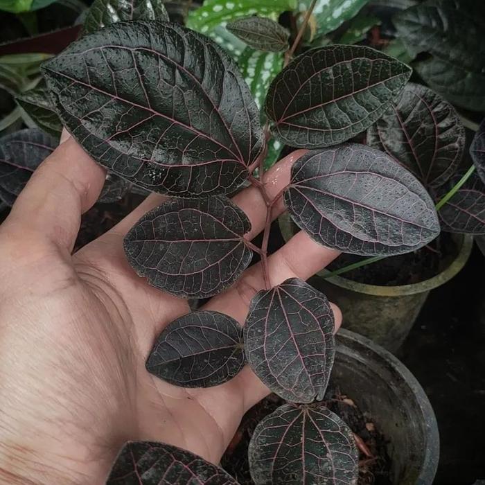Jual piper snake sp borneo - Kab. Sekadau - Yadi plants | Tokopedia