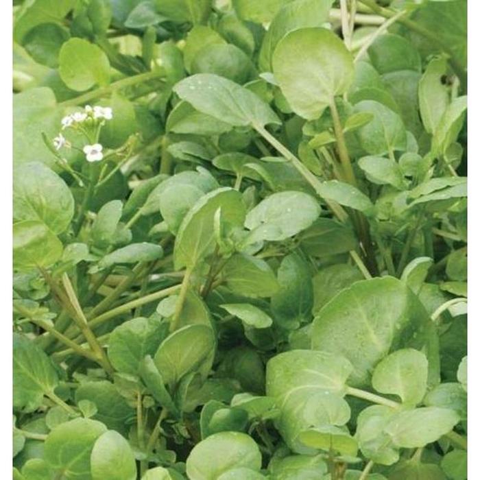 Jual Readyy Bibit Unggul Selada Air True Water Cress | Benih Selada Air ...
