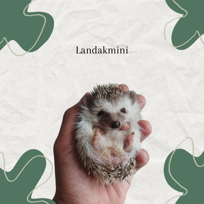 Jual landak mini - Jakarta Barat - tokobundanyahanifah | Tokopedia