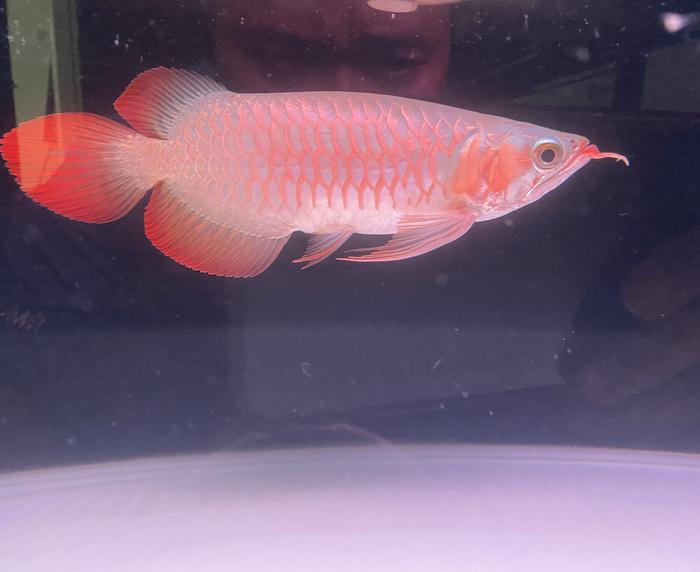 Jual Arwana ssb sr sb super red semi short body arowana - Kab ...