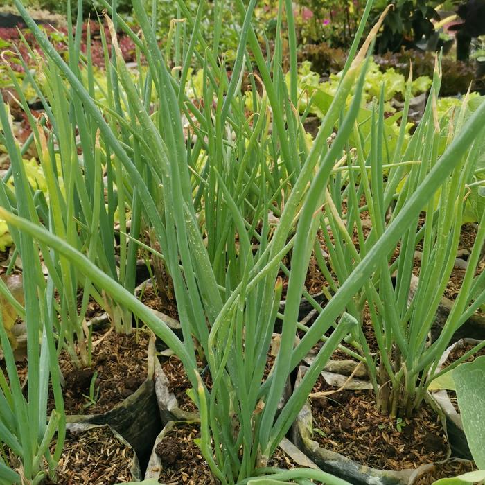Jual tanaman sayur bawang daun - Kab. Bandung Barat - flowlineshop ...
