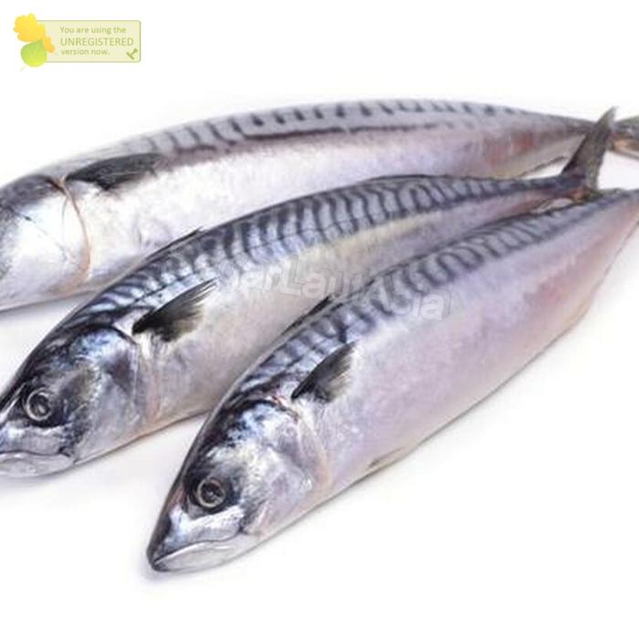 Jual Ikan makarel Segar 1Kg Ikan Saba Segar Mackerel - Jakarta Barat ... Jual Ikan makarel Segar 1Kg Ikan Saba Segar Mackerel - Jakarta Barat ...