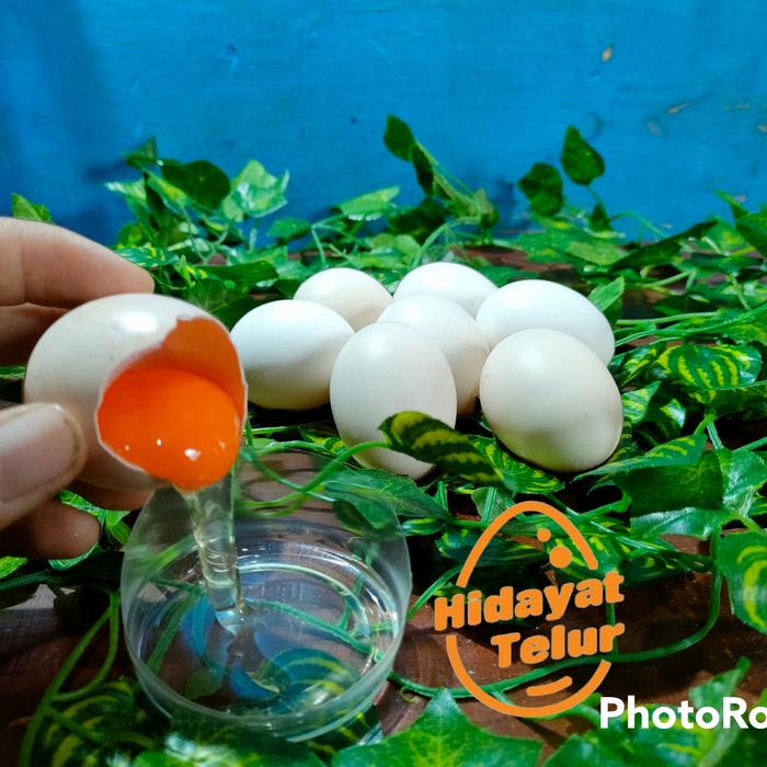 Jual Telur Ayam Kampung Merah Omega per butir - Jakarta Barat - Hidayat ...
