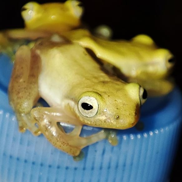 Jual golden dwarf tree frog partai/borongan - Kab. Purbalingga ...