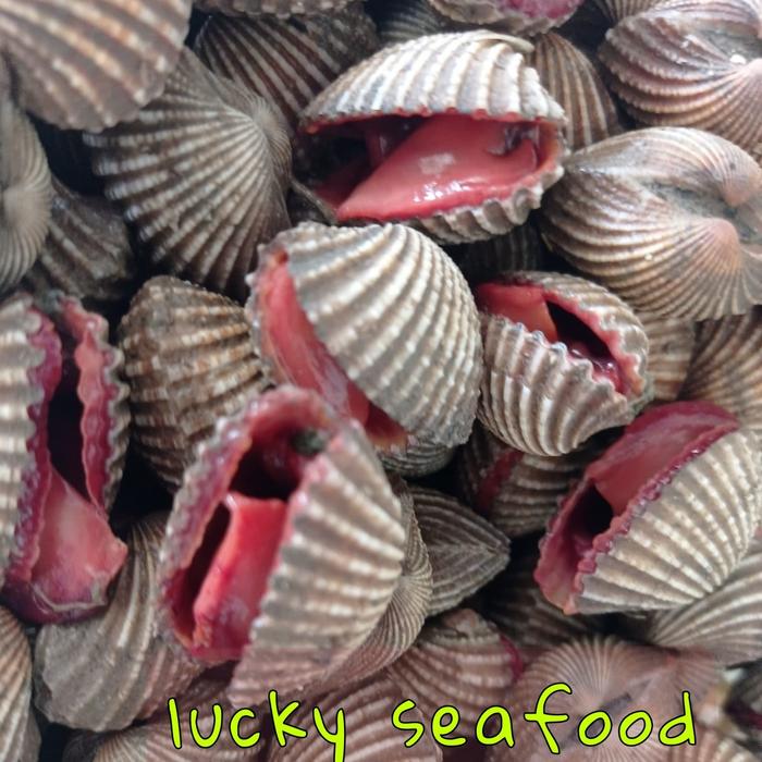 Jual Kerang dara hidup - Kota Tangerang - LUCKY seafood | Tokopedia