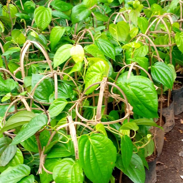 Jual Sirih Hijau Rimbun-tanaman Pohon Sirih-daun Sirih Hijau-bibit ...