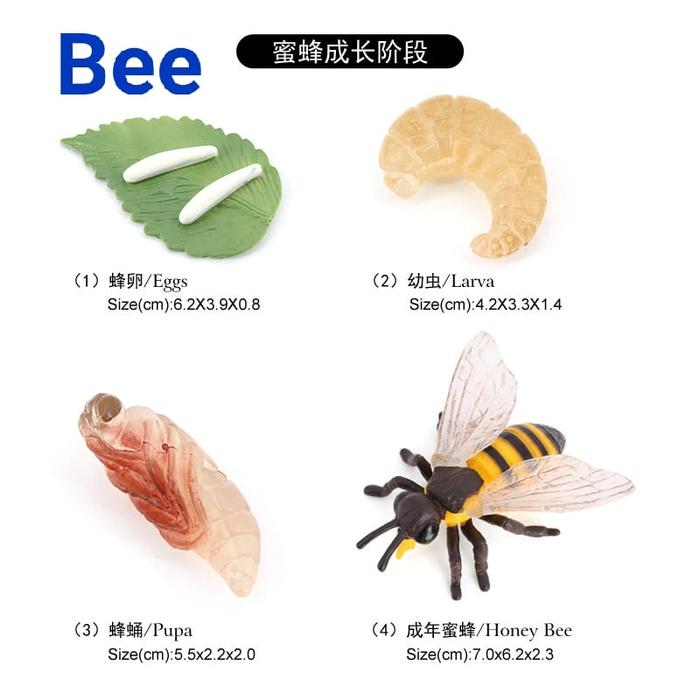 Jual LIVE CYCLE FIGURINE SIKLUS HIDUP METAMORFOSIS LEBAH BEE LADY BUG ...