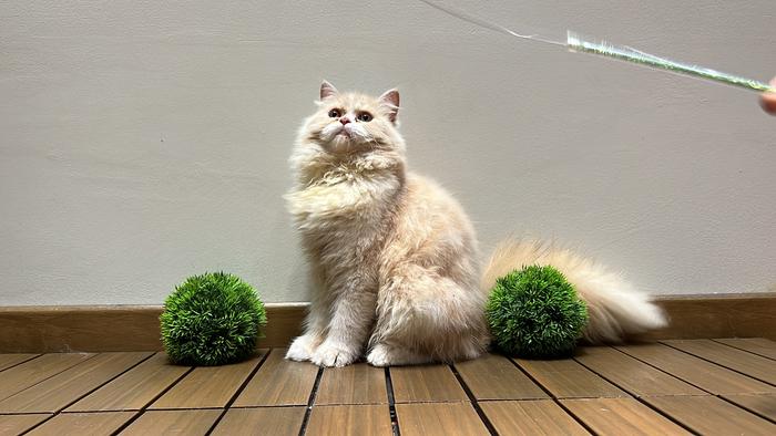 Jual Kucing persia peaknose platnose munckhin mainchoon bsh scootis ...