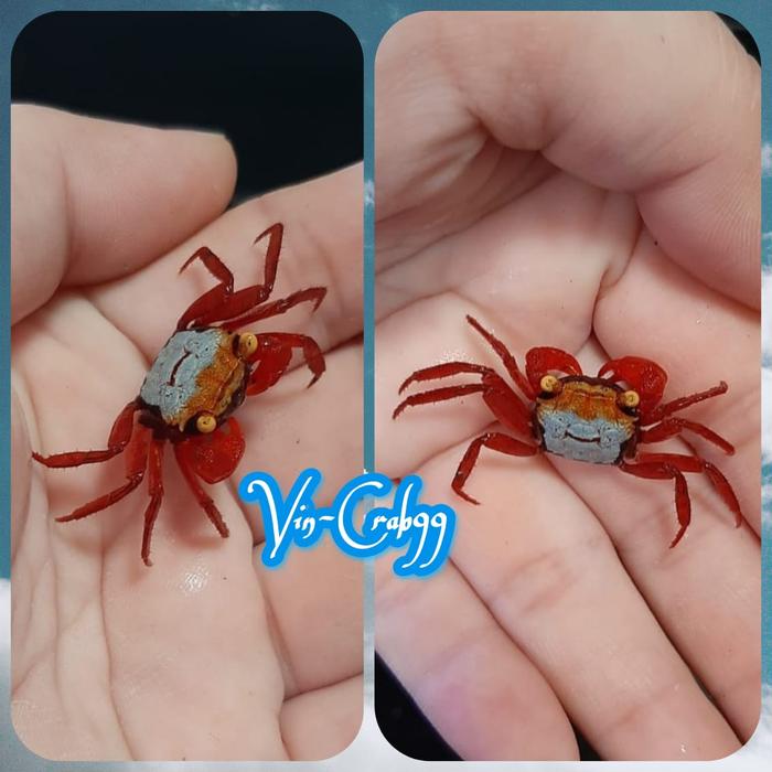 Jual Kepiting Hias Mini Tawar (Red Geosesarma Rouxi Crabs) - Jakarta ...