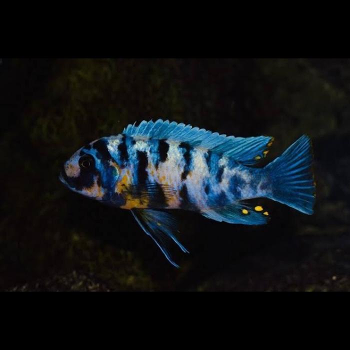 Jual Metriaclima Ob Mbuna - African Cichlid - Jakarta Pusat - Remedial ...