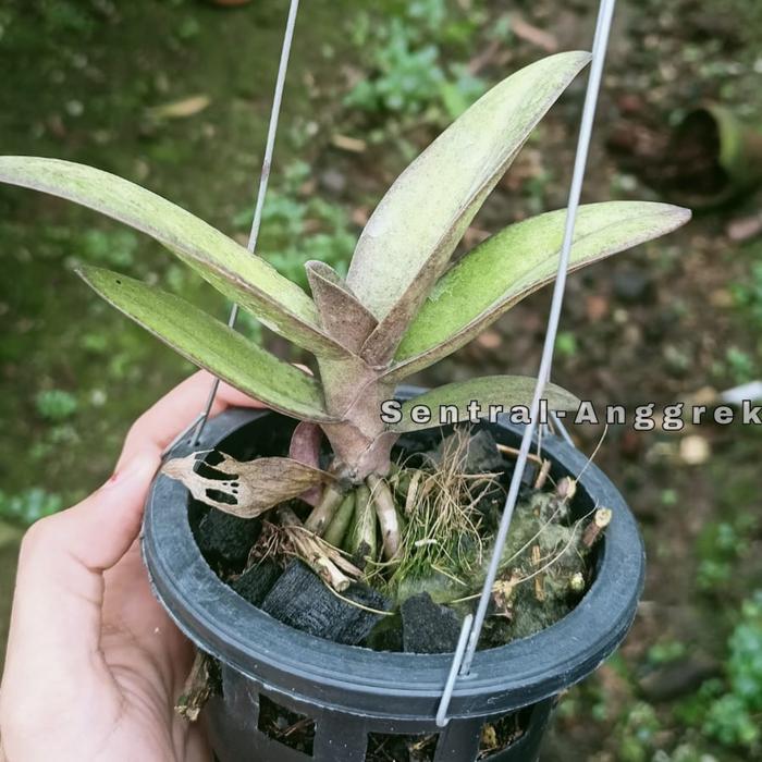 Jual Anggrek Bulan Mini Doritis Pulcherima Phalaenopsis Pulcherrima ...