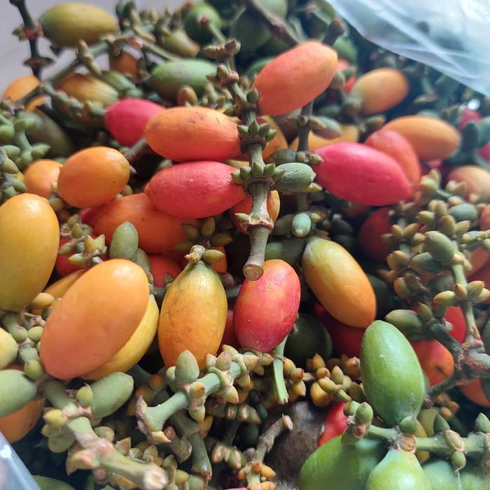 Jual buah melinjo tangkil 1 kg / fresh - Jakarta Timur - Kabayan Fresh ...