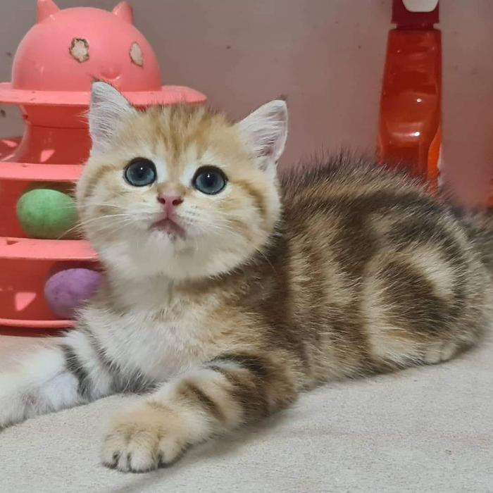 Jual Golden Tabby BSH british short hair - Jakarta Selatan - petzona_id ...