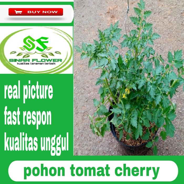 Promo Tanaman tomat cherry sudah di pot/pohon tomat cherry sudah ...