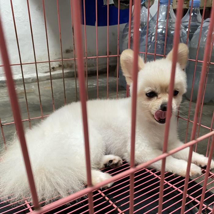 Jual Anjing mini pomeranian putih sehat 3 tahun - Kab. Tangerang ...