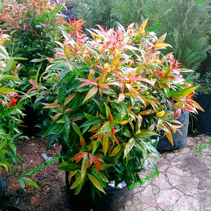 Jual bibit tanaman pucuk merah/udah gemuk tinggi 50cm - Kota Bekasi ...