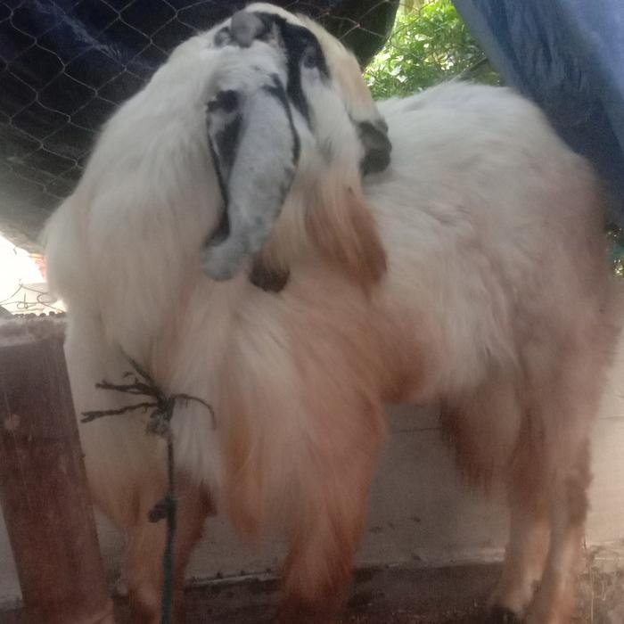 Jual kambing qurban bekasi tambun katang satria 2022 - Kab. Bekasi - Amira Go shop | Tokopedia