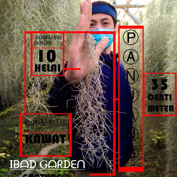 Jual Janggut dewa 35 cm 10 helai|Janggut nabi| Janggut musa|Tanaman ...