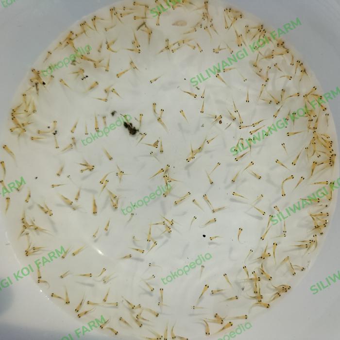 Jual larva ikan koi isi 500 ekor - Kab. Bandung - SILIWANGI KOI FARM ...