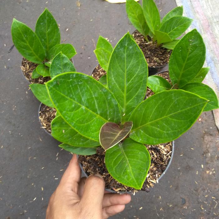 Jual tanaman hias bunga hidup anthurium jemani mangkok tornado - Kab ...