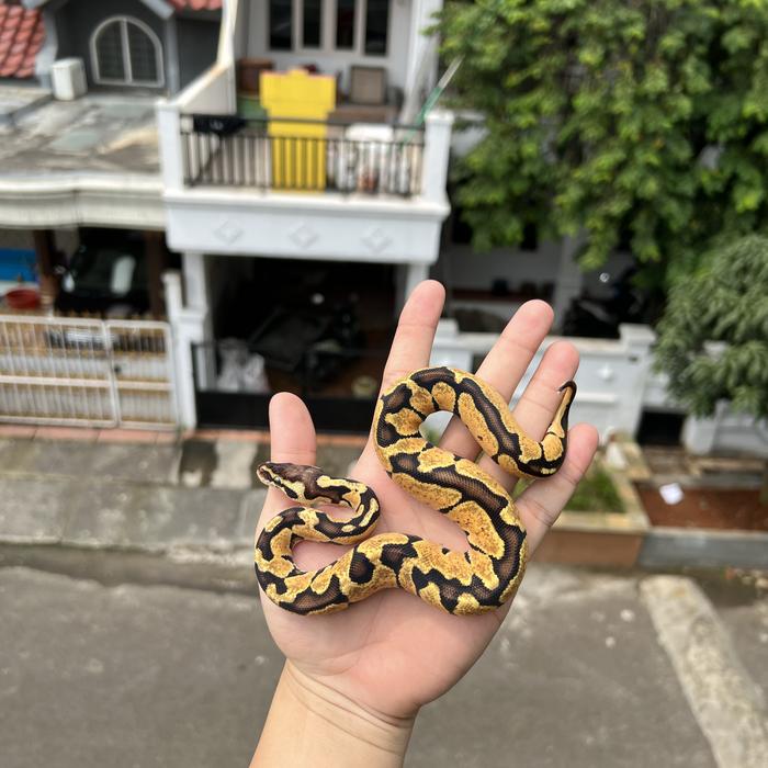 Jual ball python pastel female / ball phyton pastel female - Kota ...