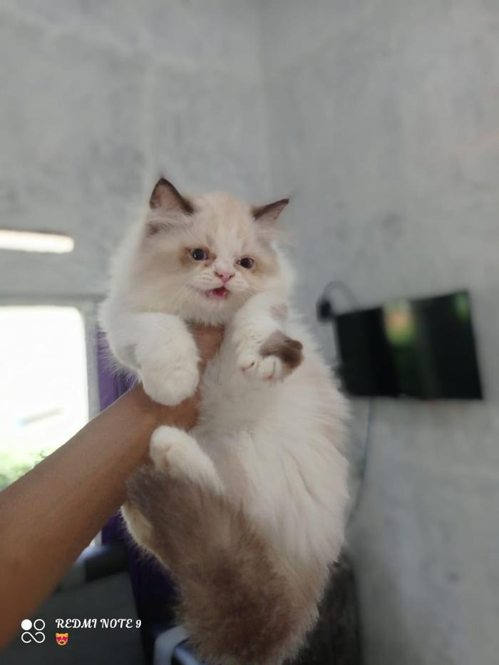 Jual Kucing persia kitten persia kucing ragdoll - Kab. Bekasi ...