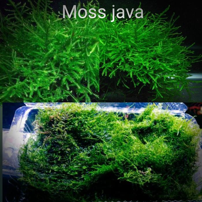 Jual Tanaman Java moss aquascape aquarium porsi mika - Kab. Bogor ...