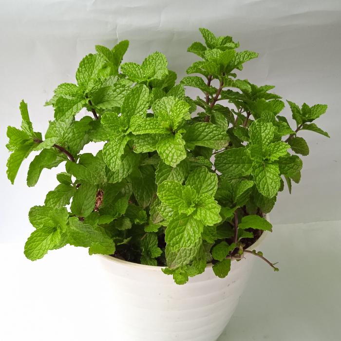 Jual tanaman daun peppermint tanaman herbal daun bibit spearmint - Kab ...