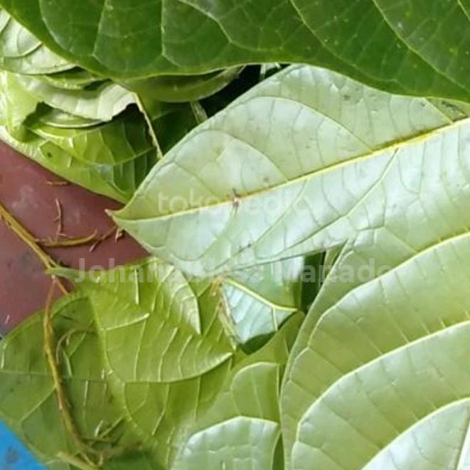 Jual Jual daun pangi baru petik 1 kg wilayah manado dan sekitarnya ...