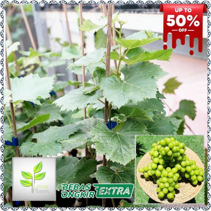 Jual bibit buah anggur import - bibit anggur shine muscat - Kab. Bogor ...