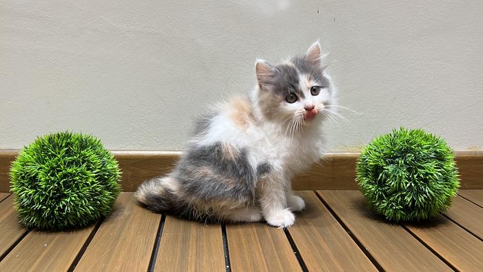 Jual Kucing persia calico dilute longhair medium platnose - Kota ...