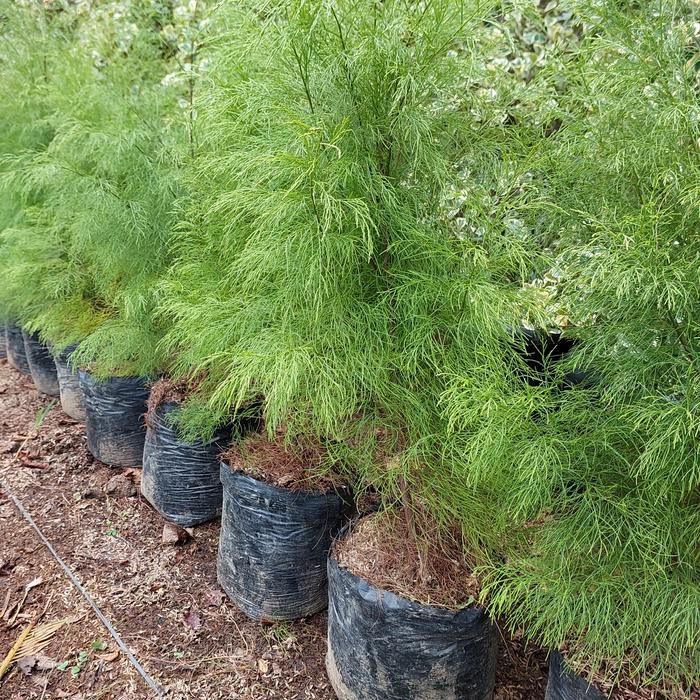 Jual Pohon cemara balon - Jakarta Barat - dayplant landscape | Tokopedia