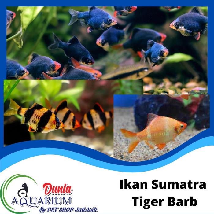 Ikan Tiger Barb