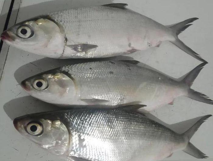 Jual Ikan Bandeng Fresh Besar Super Jumbo - Jakarta Utara - Berkat Dua ...