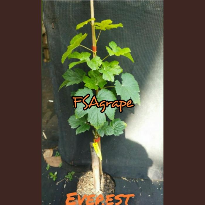 Jual Bibit Anggur Everest (import) - Kab. Bogor - FindieShop | Tokopedia