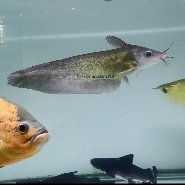 Jual ikan hias yellow tandanus jumbo / yellow tandanus catfish - Kota ...
