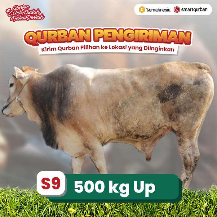 Jual Qurban Sapi Smartqurban S9 - Smartqurban Kirim - Kota Surabaya ...