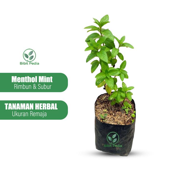 Jual Tanaman Daun Mint Peppermint Pohon Pepper Mint - Kota Bekasi ...