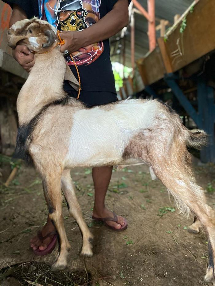 Jual hewan qurban atau kambing qurban - Jakarta Timur - Levi jaya Farm | Tokopedia