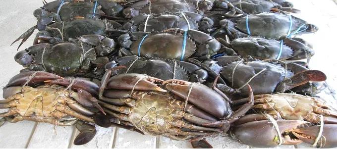Jual Kepiting Bakau Hitam 1 kg | 1000 gram - Kota Tangerang Selatan ...