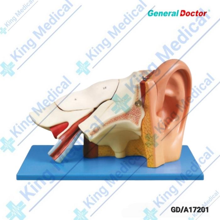 Jual Alat Peraga Ear Anatomy - Anatomi Telinga General Doctor GD/A17201 ...