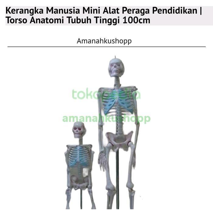 Jual Torso Kerangka Manusia Mini Peraga Pendidikan | Anatomi Tubuh ...