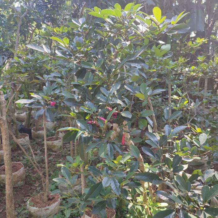 Jual pohon tabebuya bunga merah lokal - Kota Depok - marez_garden06 ...