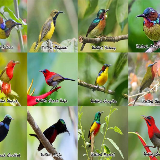 Jual paket 5 macam kolibri ( sepah raja + konin + kowul + sogon + king ...