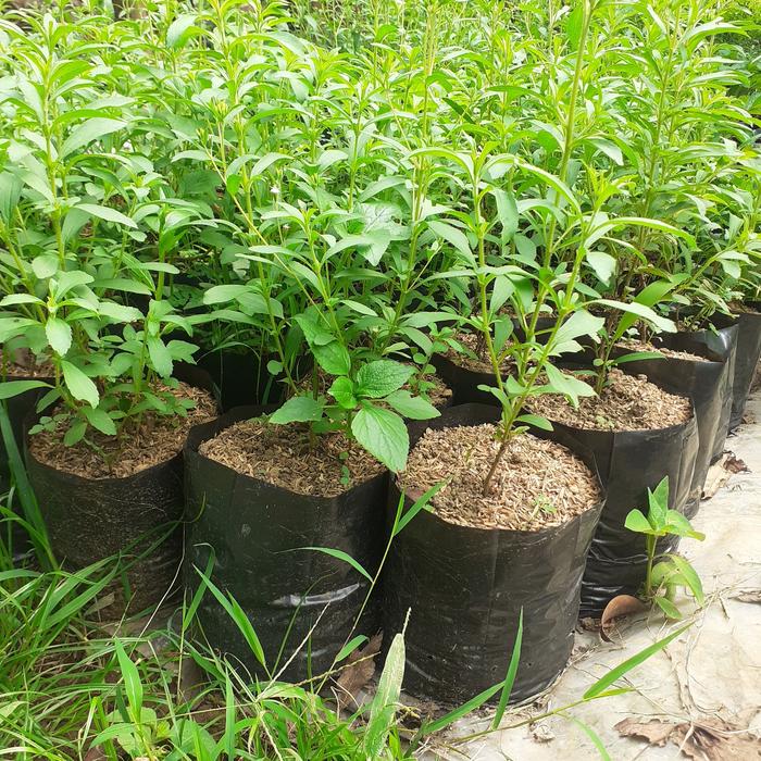 Jual pohon indukan stevia daun manis rimbun - Kota Bogor - Home jual ...