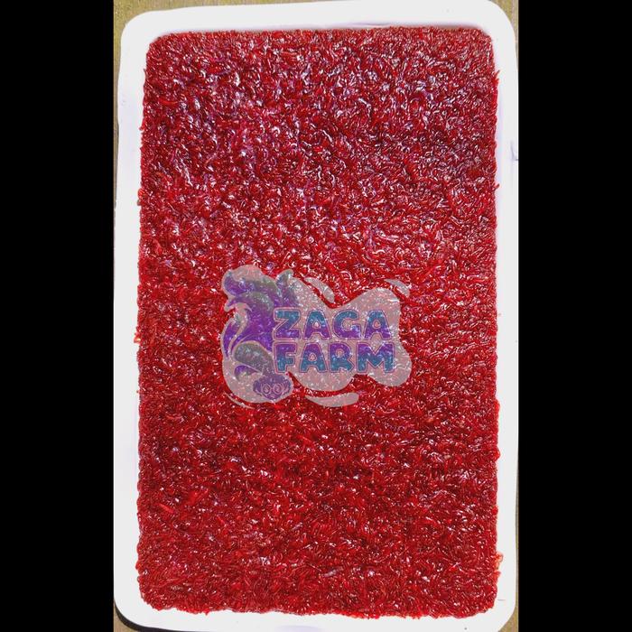 Jual Bloodworm Cacing Darah Beku Frozen Bloodworm Cabek Tray Kualitas ...