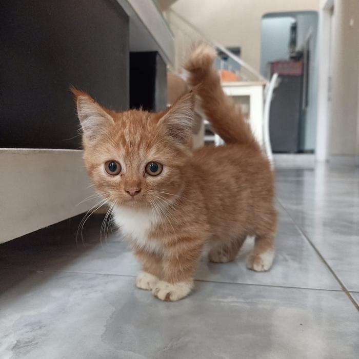 Jual kucing Munchkin Pendek bukan Persia anggora - Kab. Bogor - RIO ...